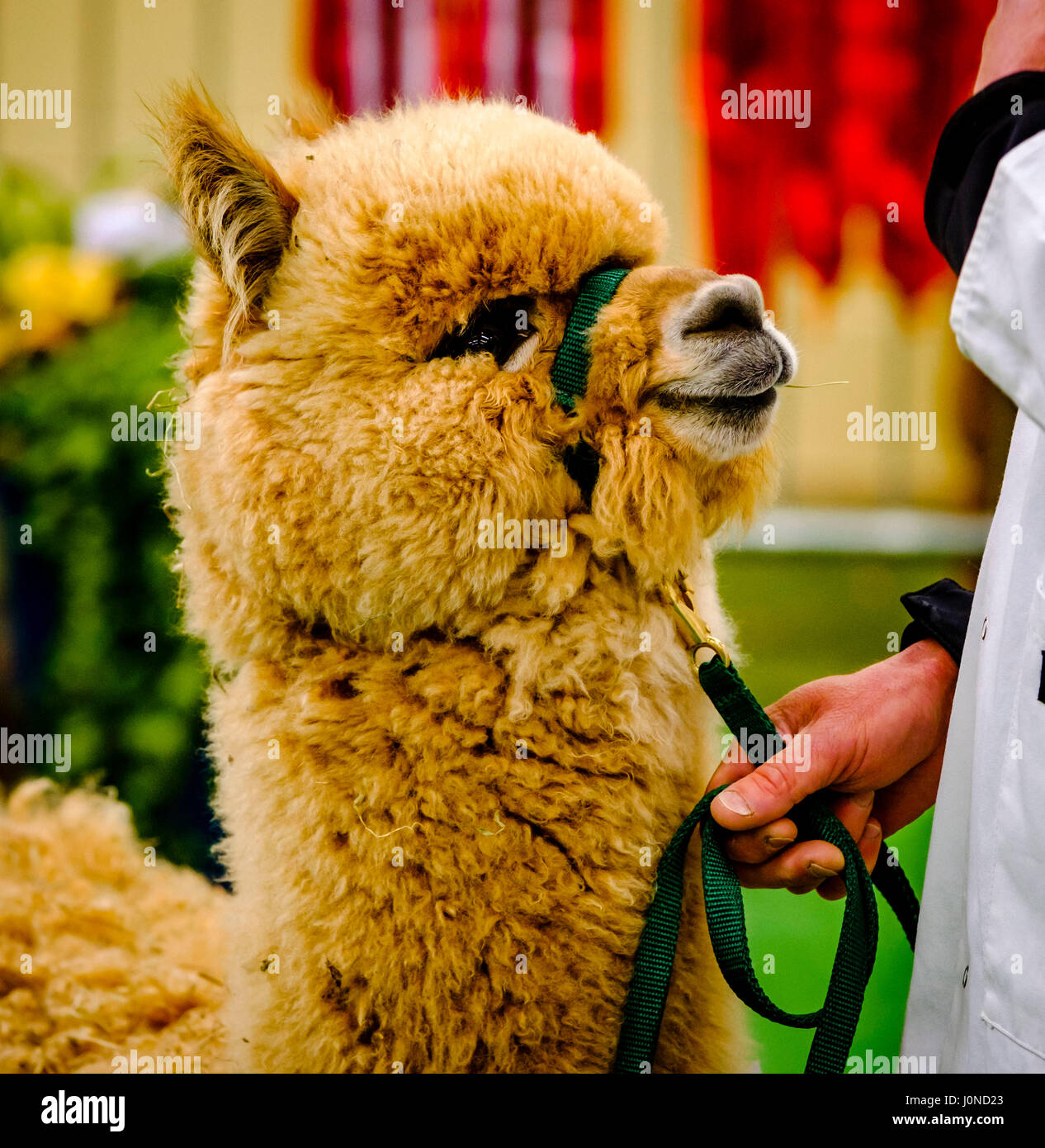 Lanark Scotland 15th April 2017: The Second Scottish Alpaca ...