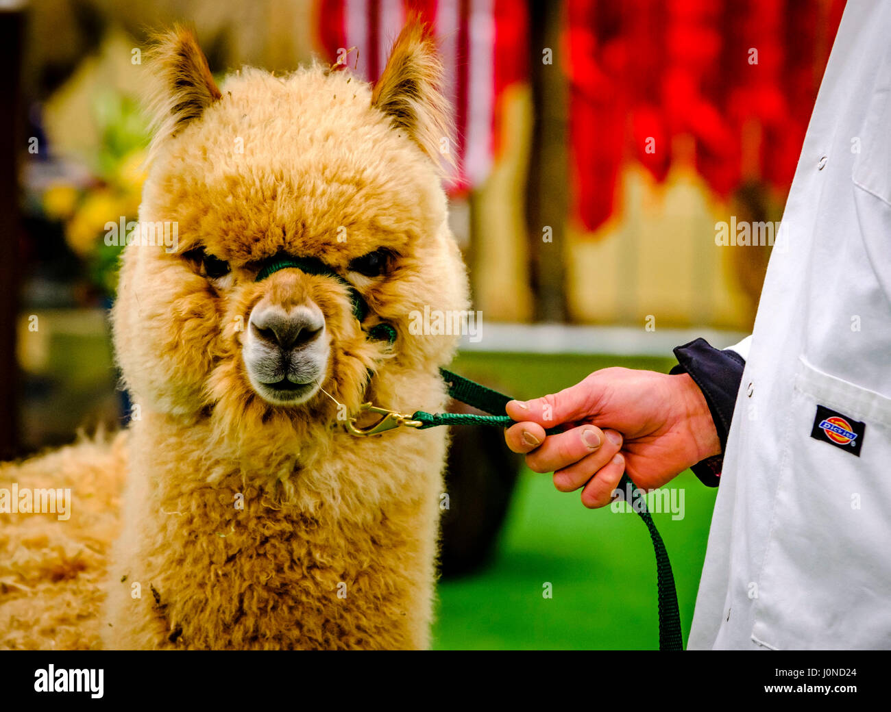 Scottish championships hi-res stock photography and images - Alamy