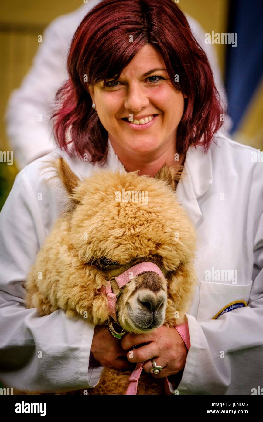 Lanark Scotland 15th April 2017: The Second Scottish Alpaca ...