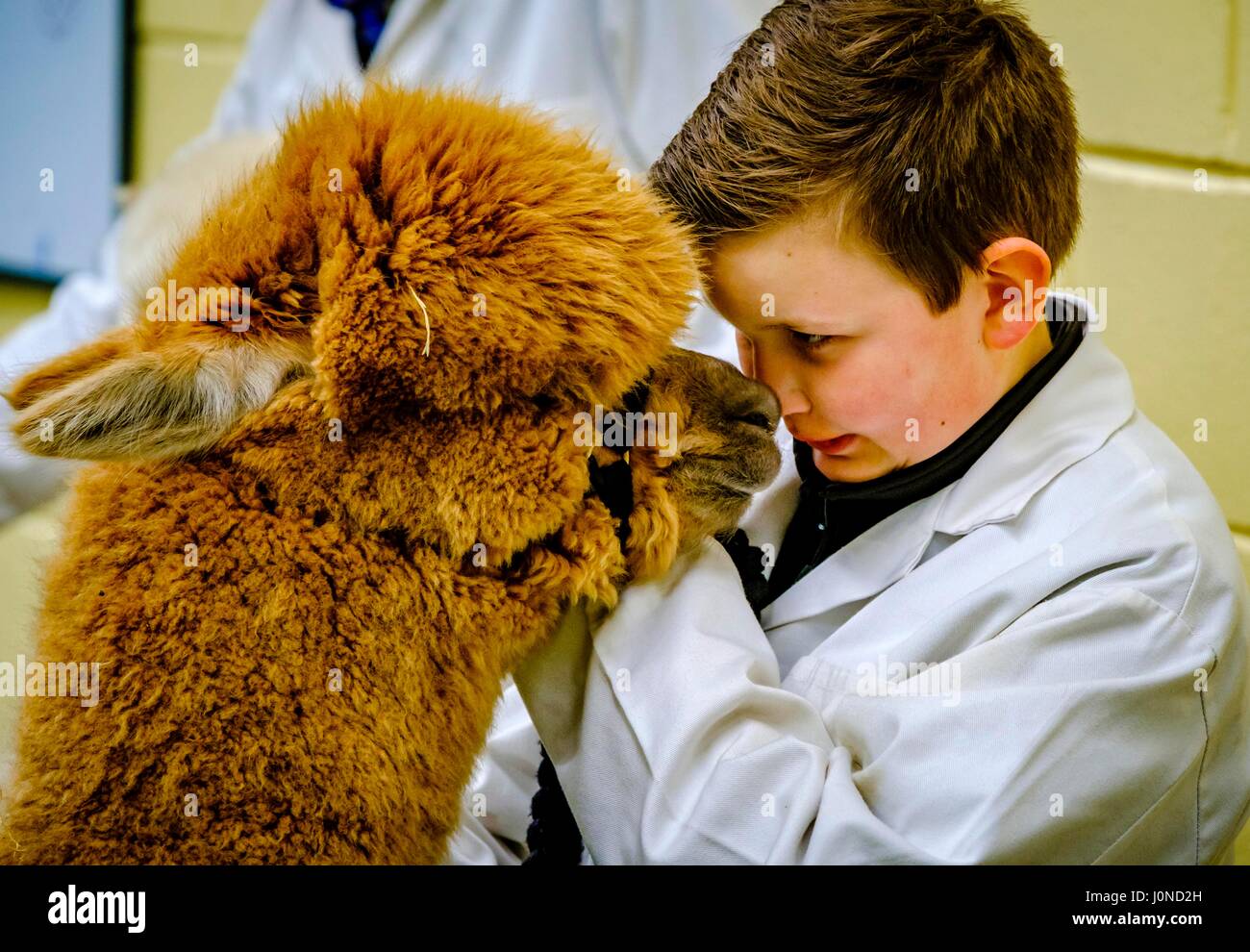 Lanark Scotland 15th April 2017: The Second Scottish Alpaca ...