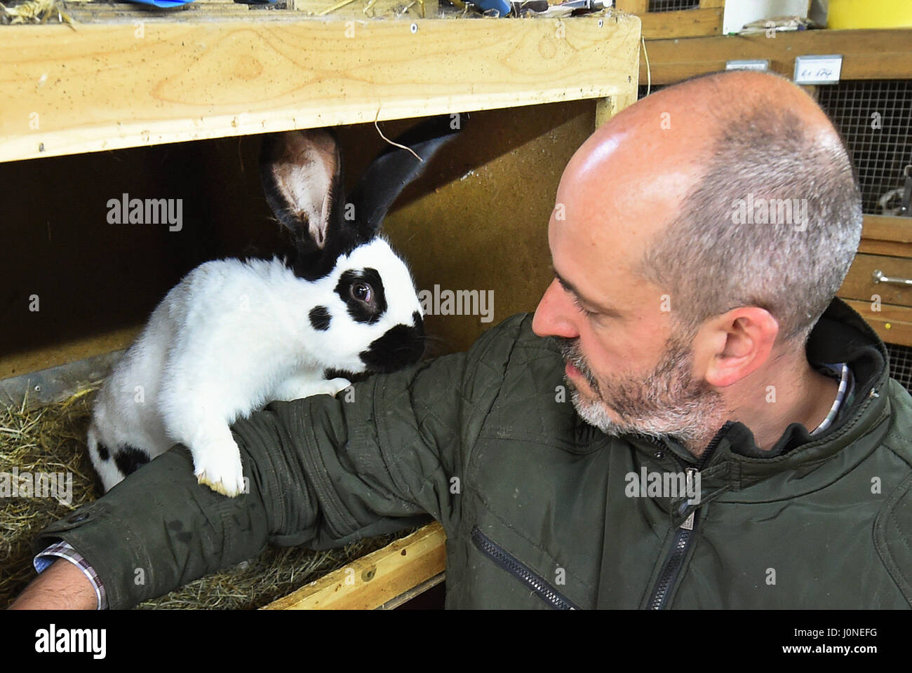Flemish giant rabbit hi-res stock photography and images - Alamy