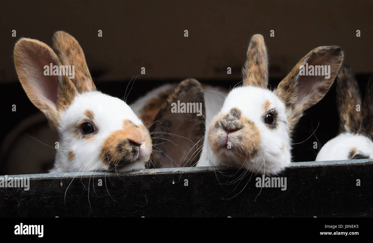 Breilingen, Germany. 14th Apr, 2017. dpatop - Two four week old rabbits ...