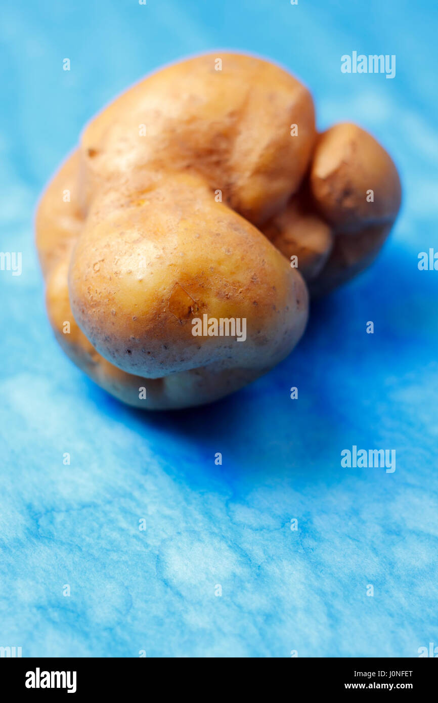 Fantasy deformed potato with shallow DOF lying on blue paper background ...