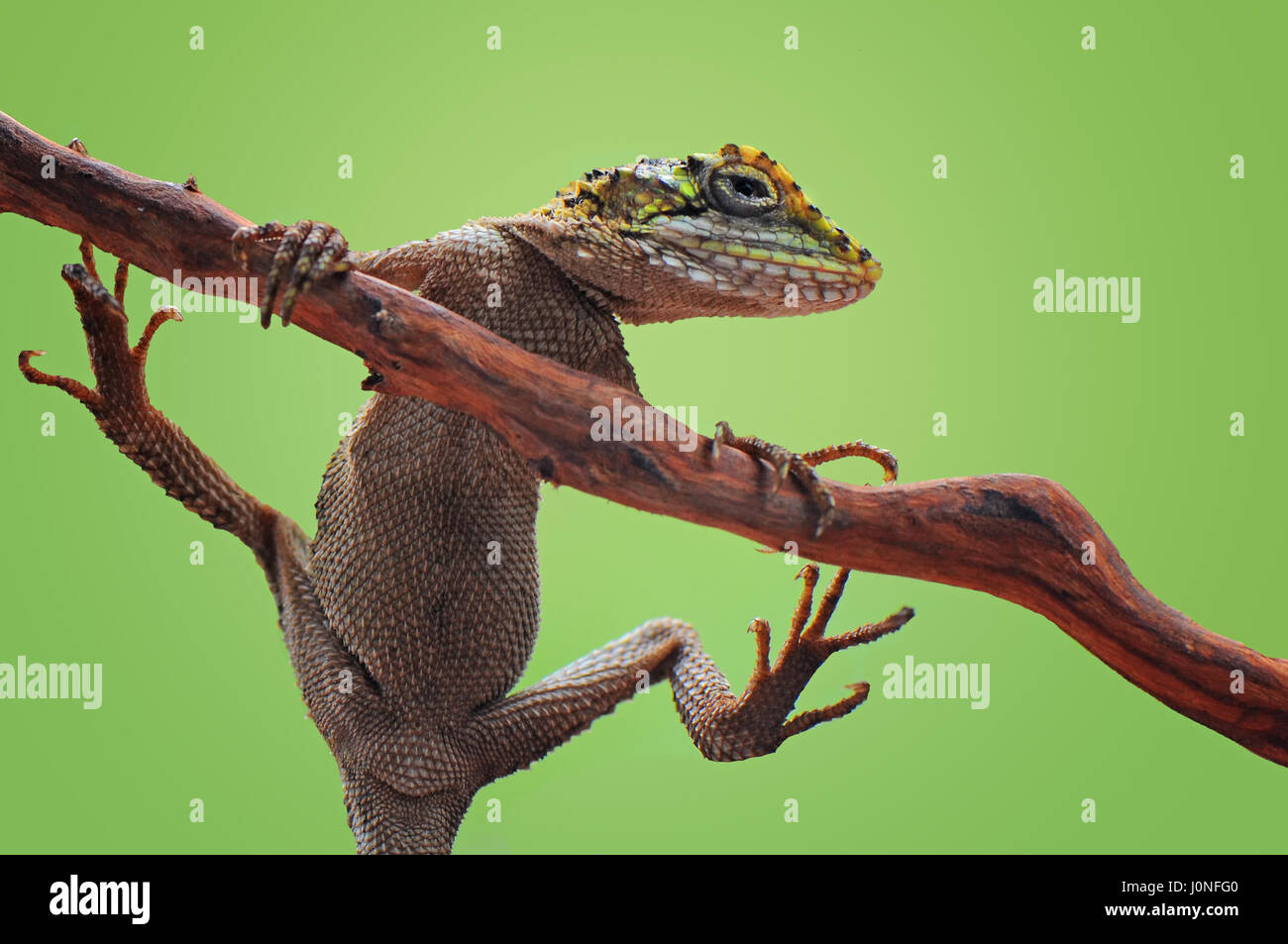 Japalura lizard Mountain Stock Photo - Alamy