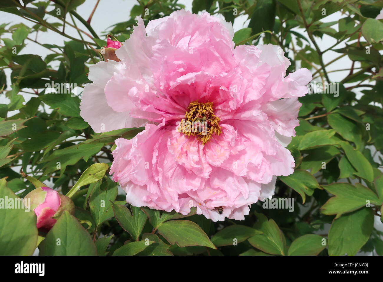 Pink tree peony Stock Photo - Alamy