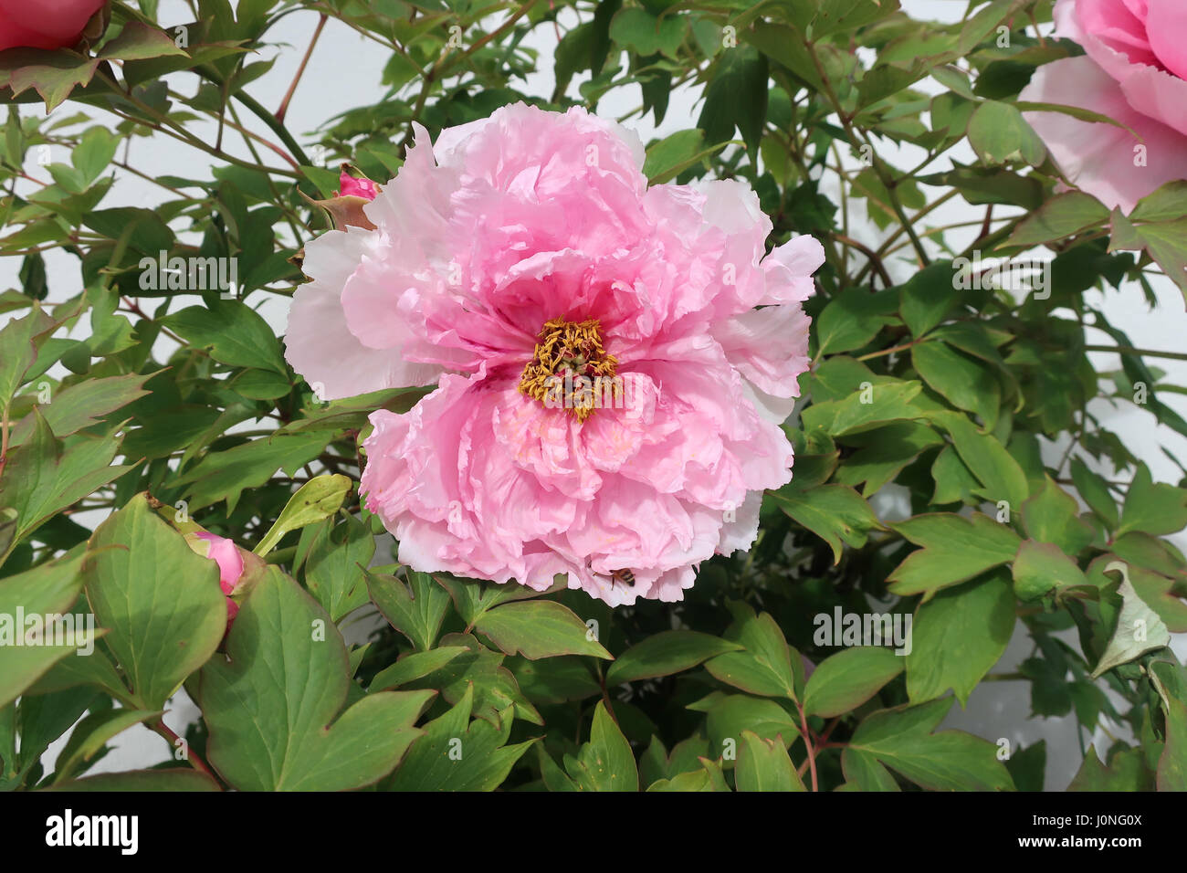 Pink tree peony Stock Photo - Alamy