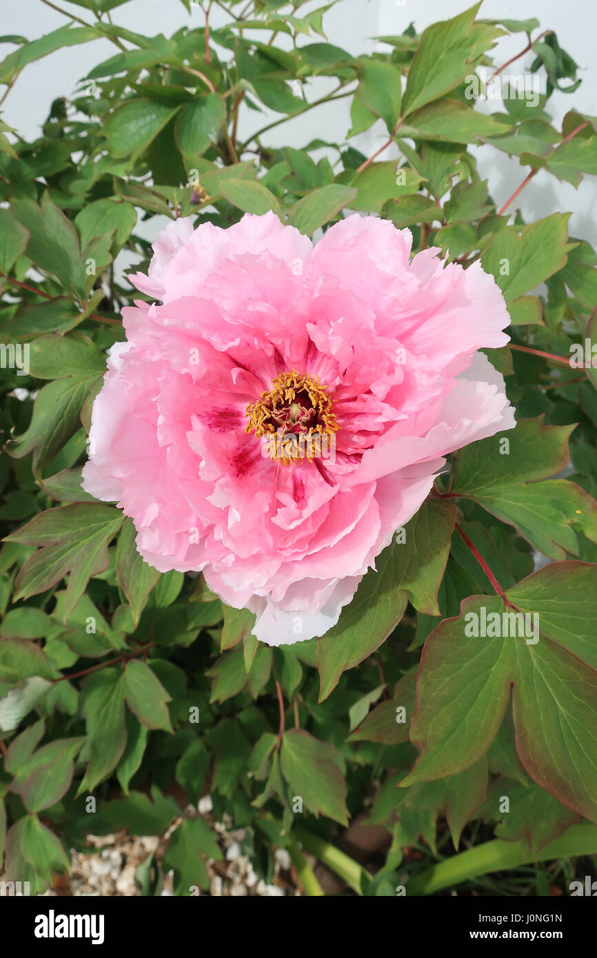 Pink tree peony Stock Photo - Alamy