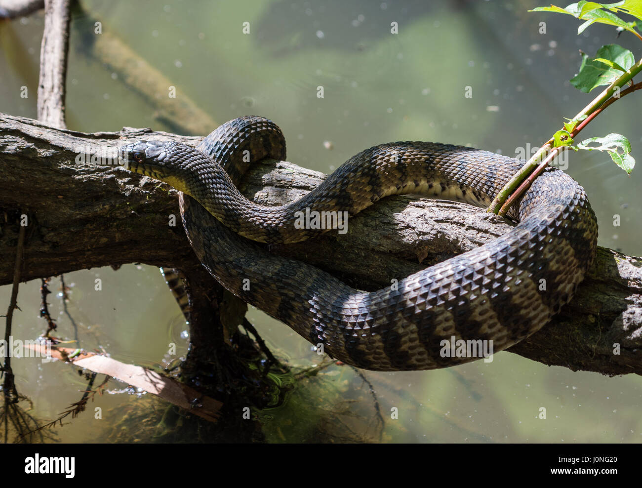 A large Diamond-backed Water Snake (Nerodia rhombifer) resting on a ...