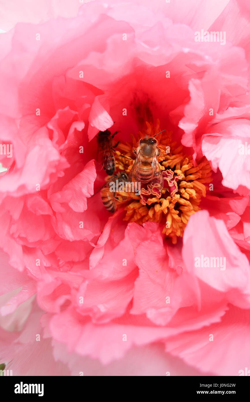 Pink tree peony Stock Photo - Alamy