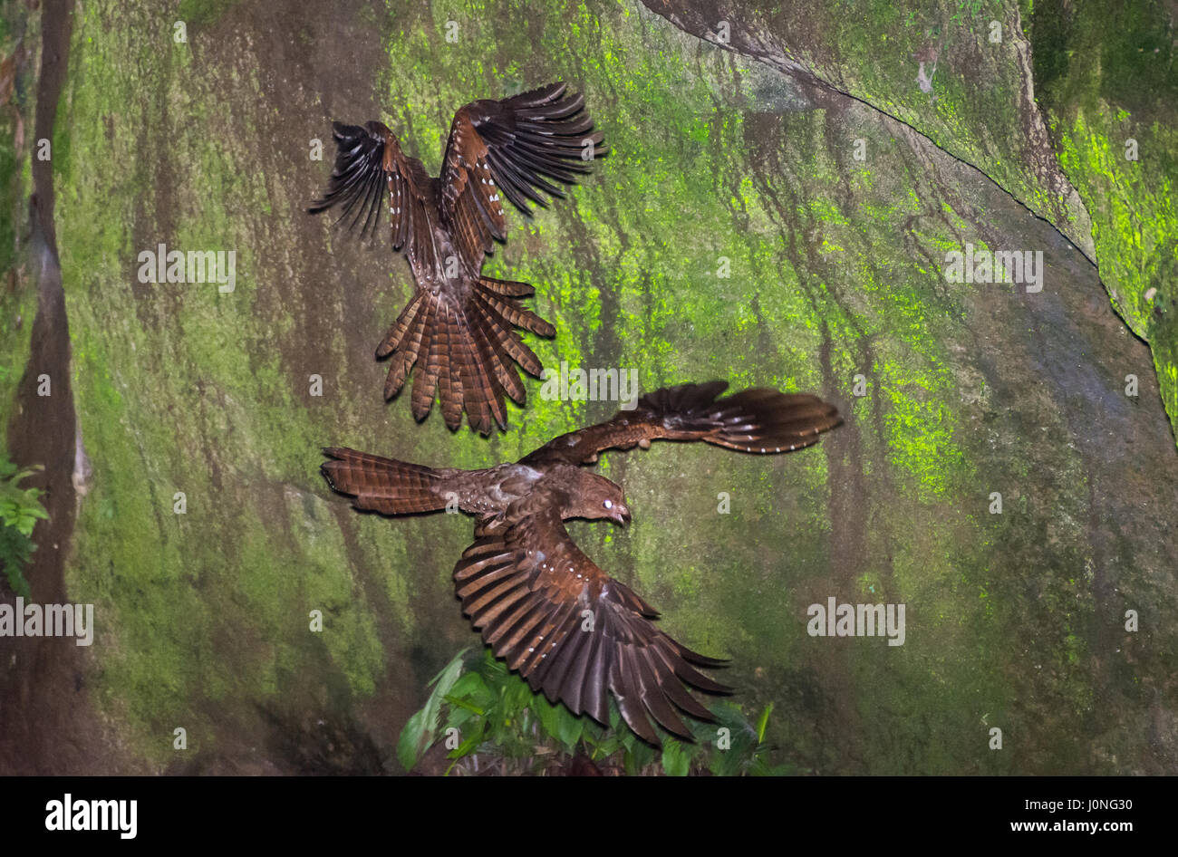 Oilbird flying in cave hi-res stock photography and images - Alamy