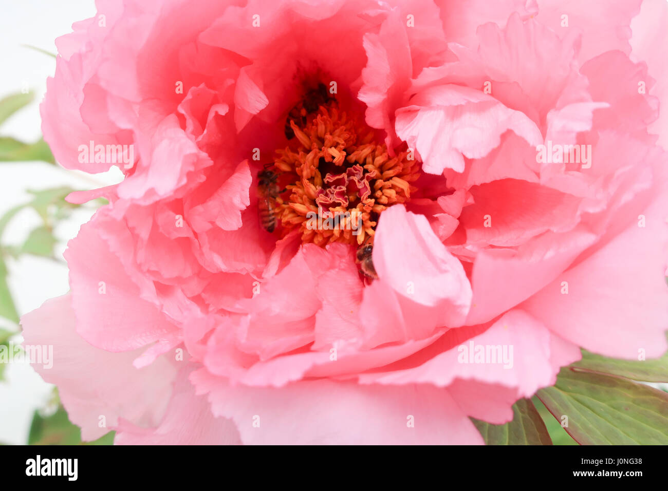 Pink tree peony Stock Photo - Alamy