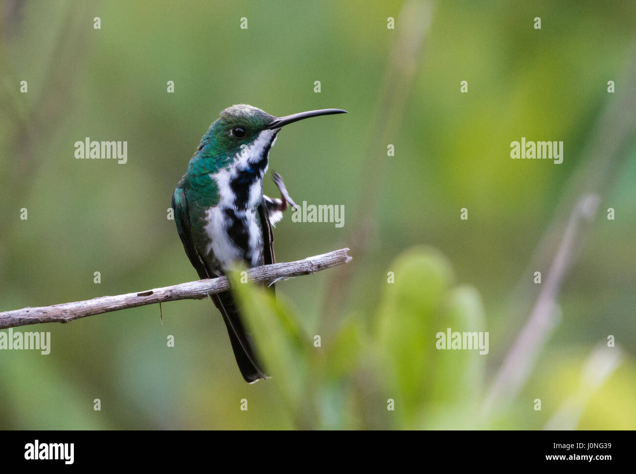 Black throated bird hi-res stock photography and images - Alamy