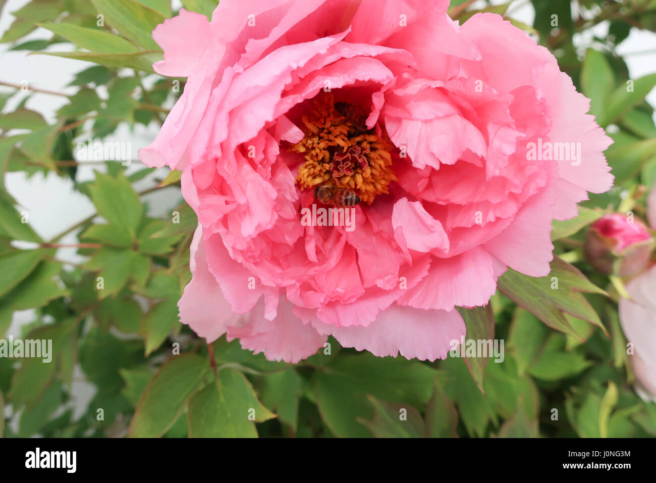 Pink tree peony hi-res stock photography and images - Alamy