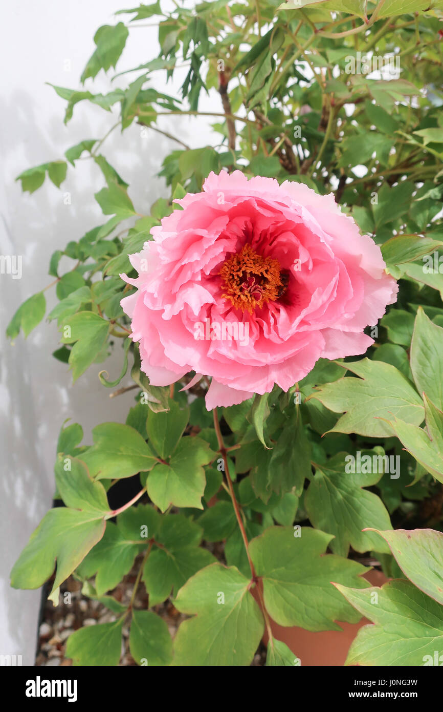 Pink tree peony Stock Photo - Alamy
