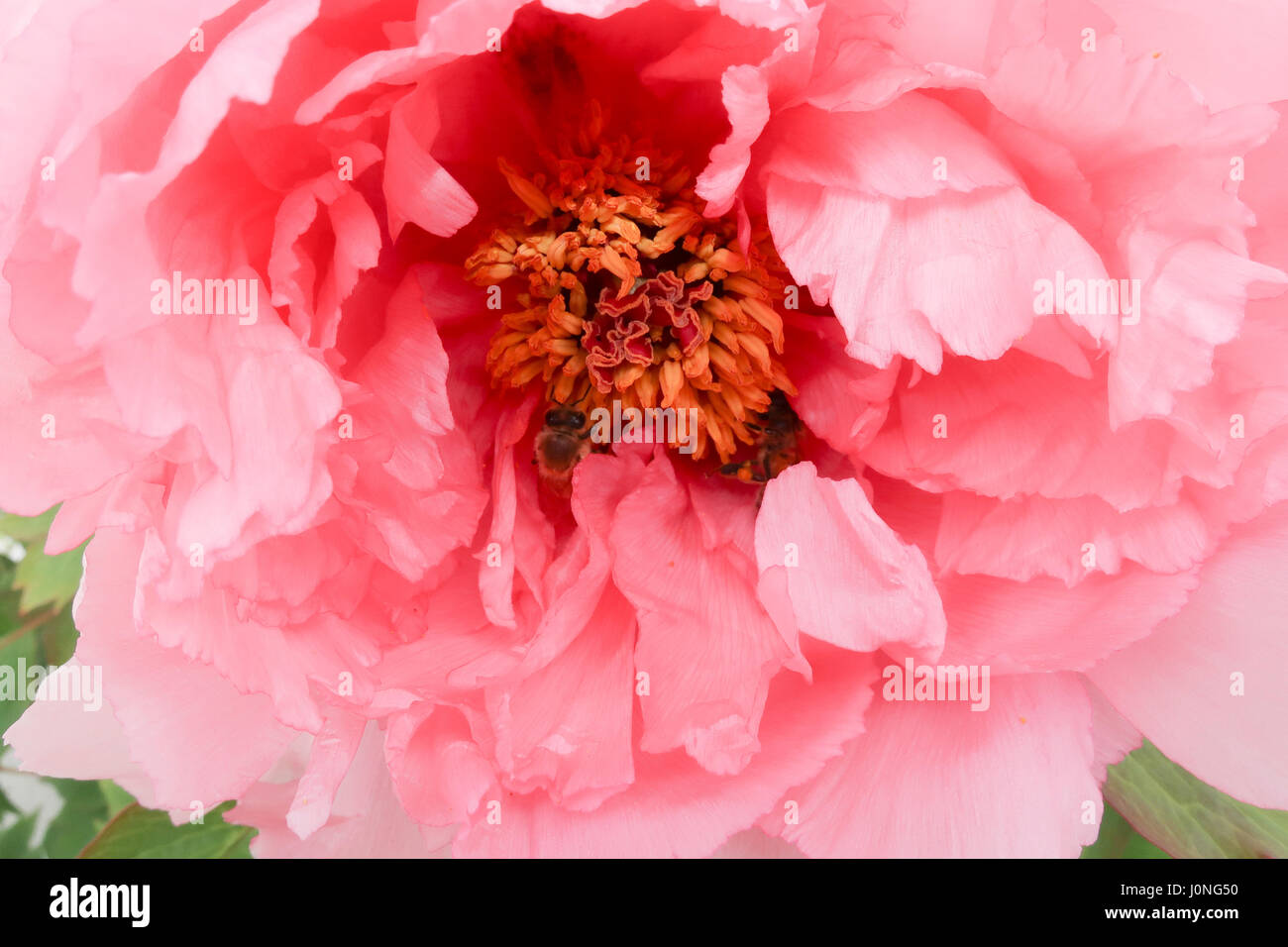 Pink tree peony Stock Photo - Alamy