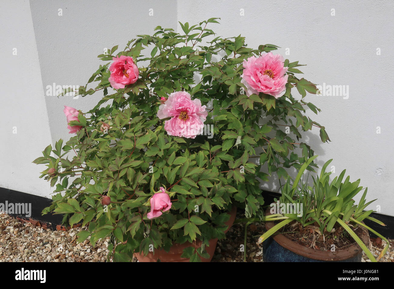 Pink tree peony Stock Photo - Alamy