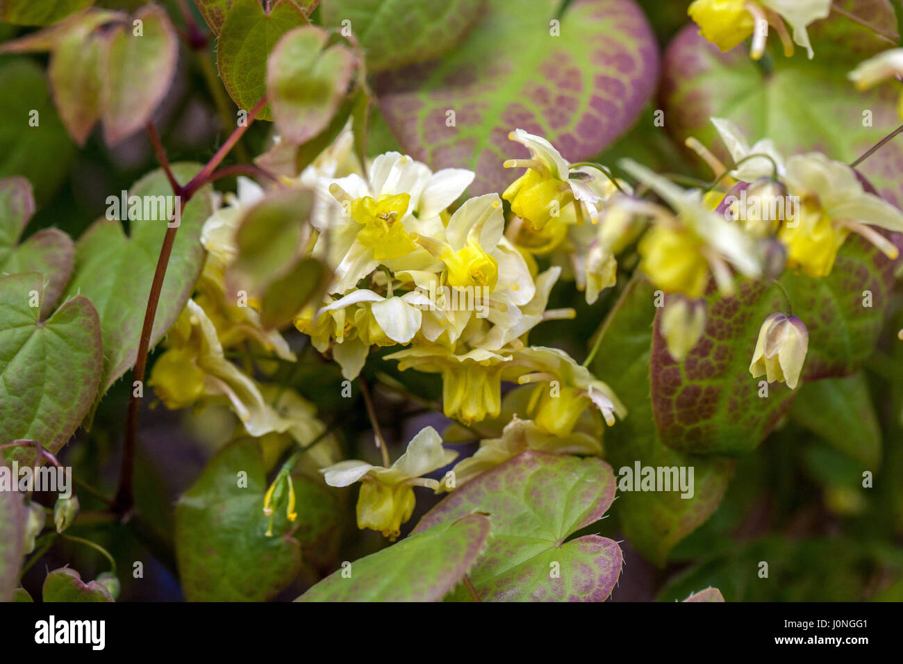 Barrenwort, Epimedium versicolor 'Sulphureum' Stock Photo - Alamy