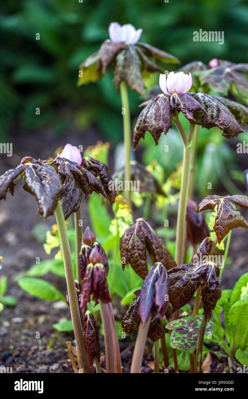 Podophyllum hexandrum, Himalayan May apple, Sinopodophyllum Stock Photo ...