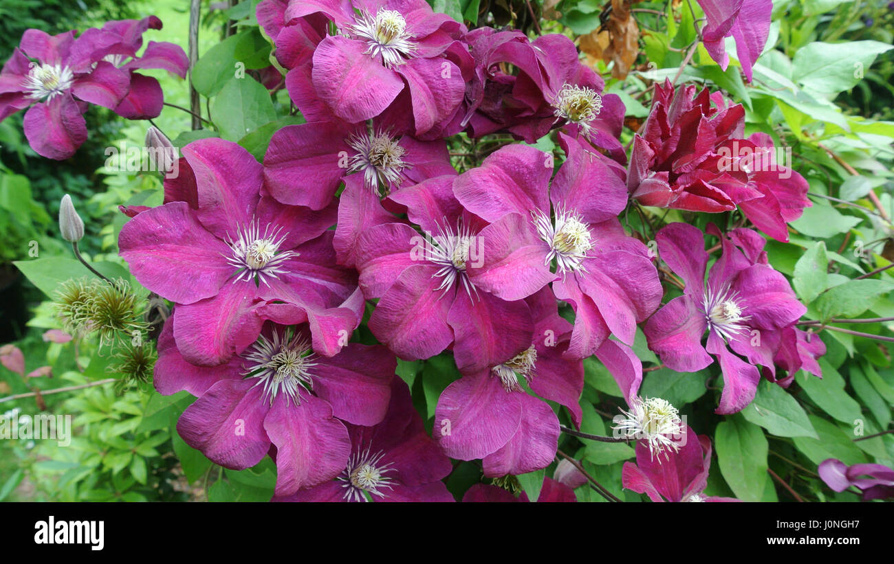 Niobe clematis hi-res stock photography and images - Alamy