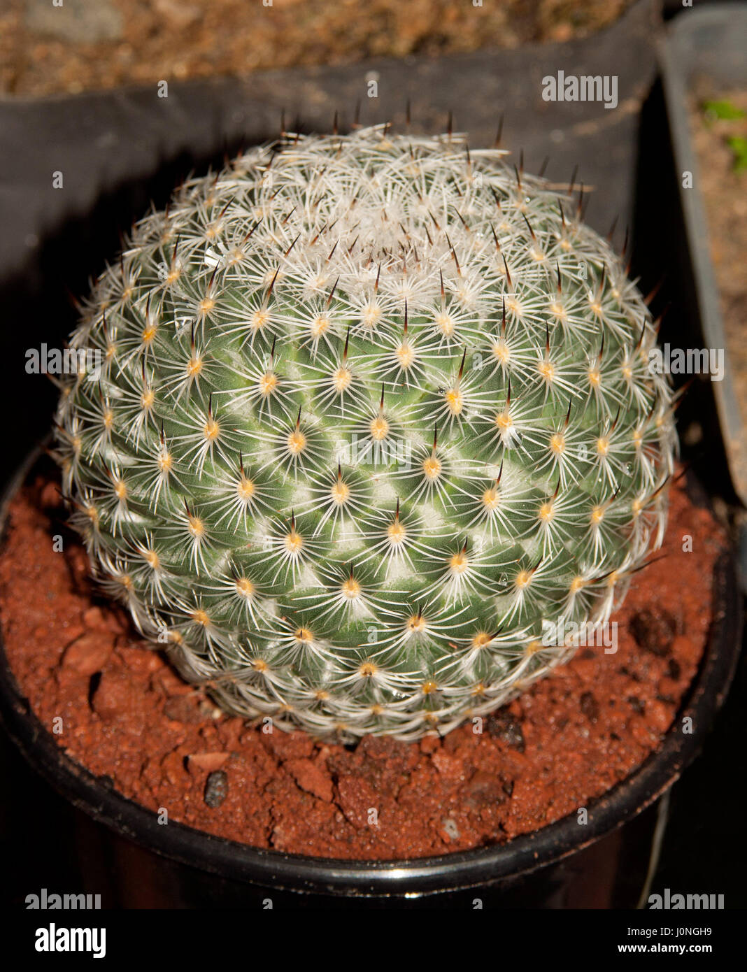 Beautiful globular cactus plant, Mammillaria fauxiana elegans, with ...
