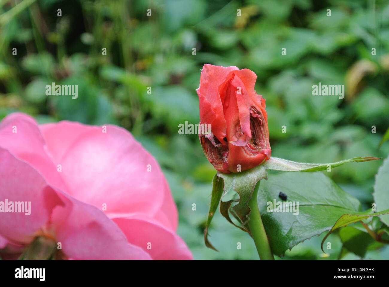 Pest damage on rose bud Stock Photo - Alamy