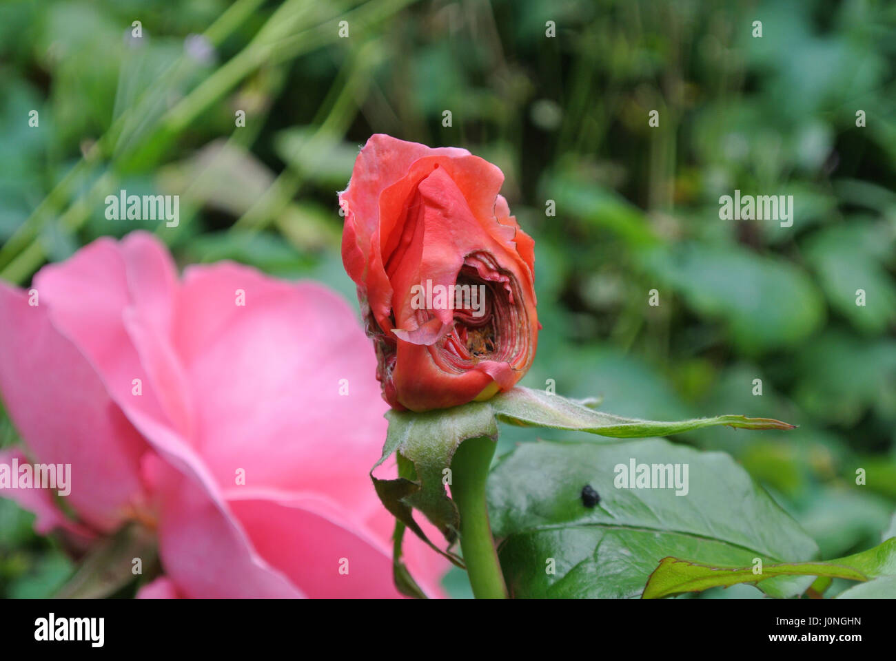 Pest damage on rose bud Stock Photo - Alamy