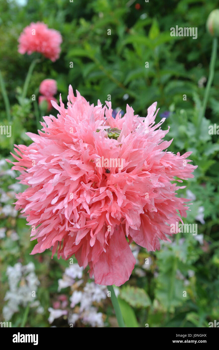 Pink powderpuff poppy Stock Photo - Alamy