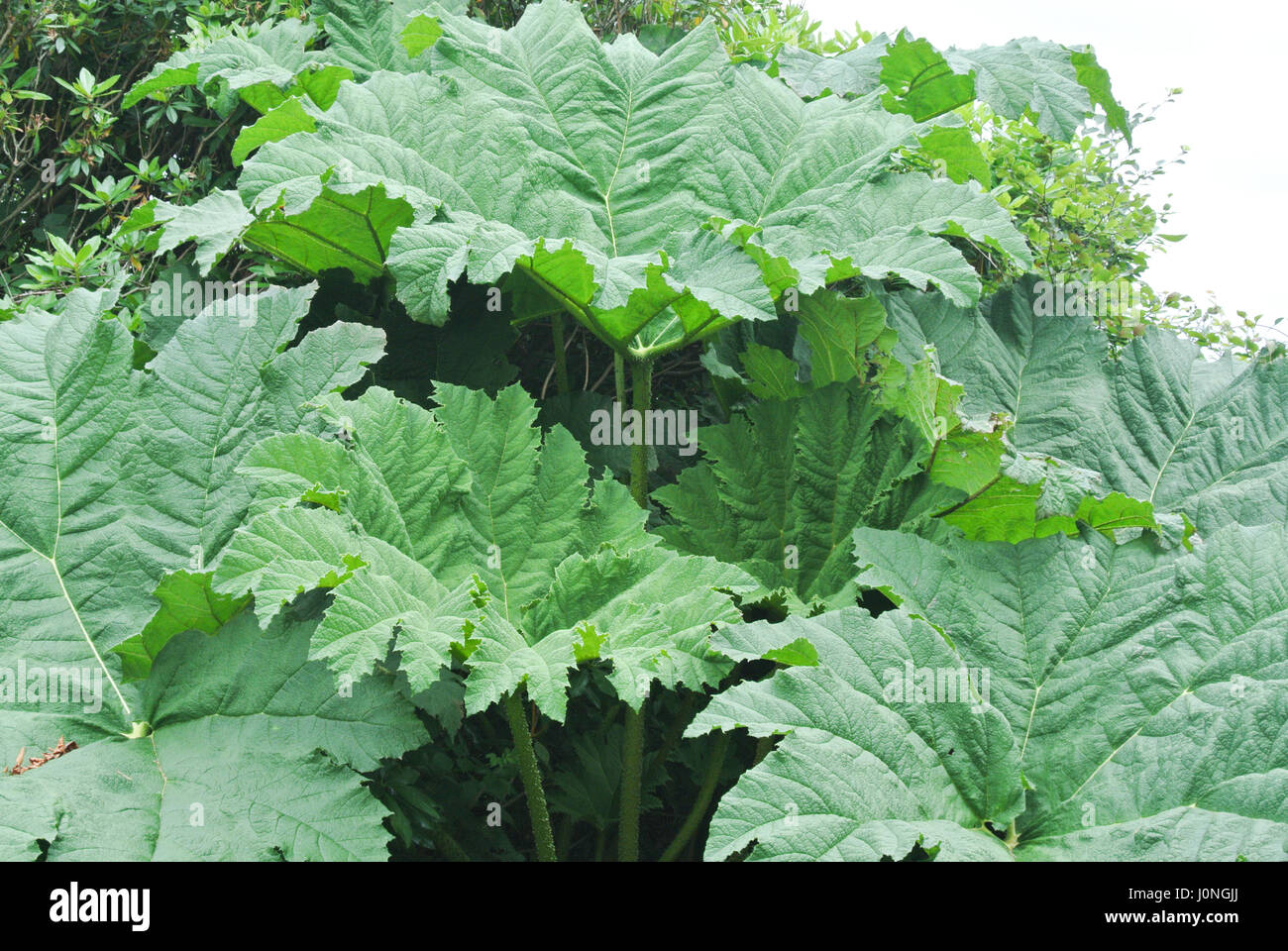Gunnera leaves and flowers hi-res stock photography and images - Alamy