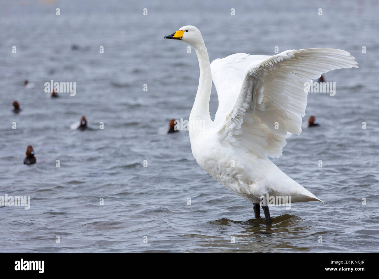 Whooper Swan, Cygnus cygnus, flapping wings and ducks - Common Pochard ...