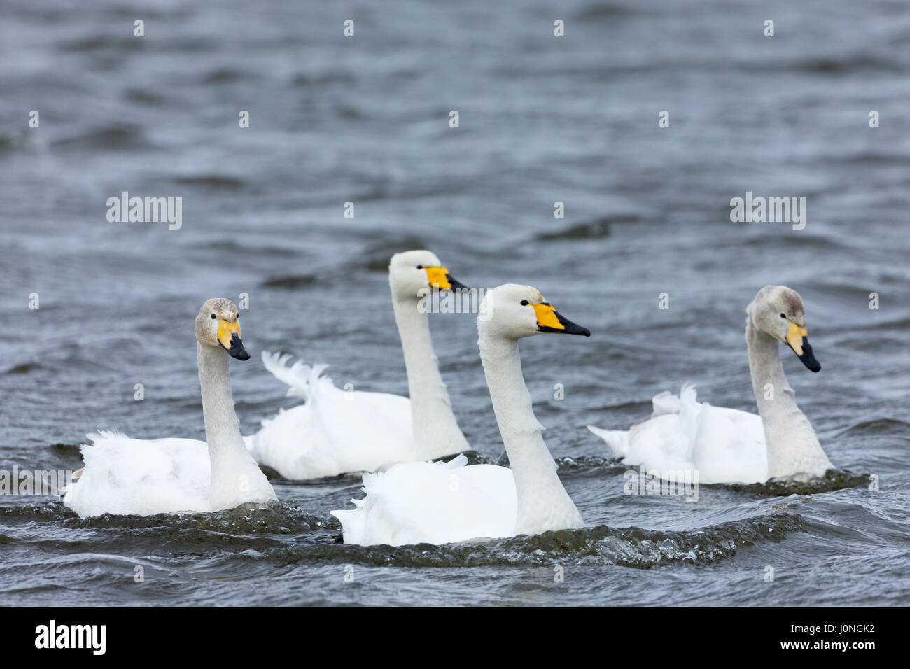Cygnet behaviour hi-res stock photography and images - Alamy