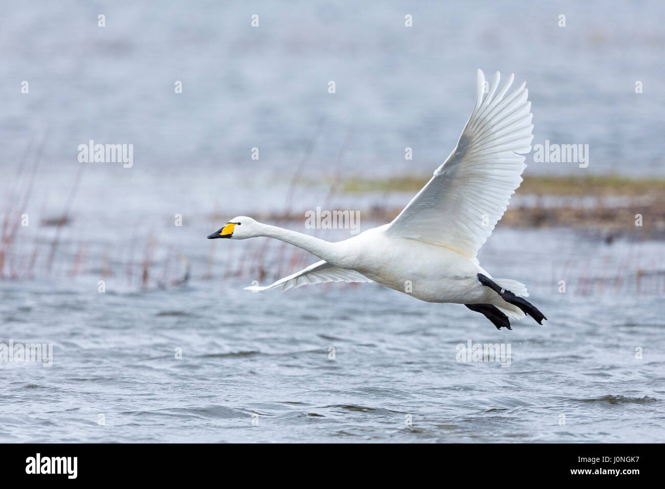 Whooper Swan, Cygnus cygnus, in flight and coming in to land with wings ...