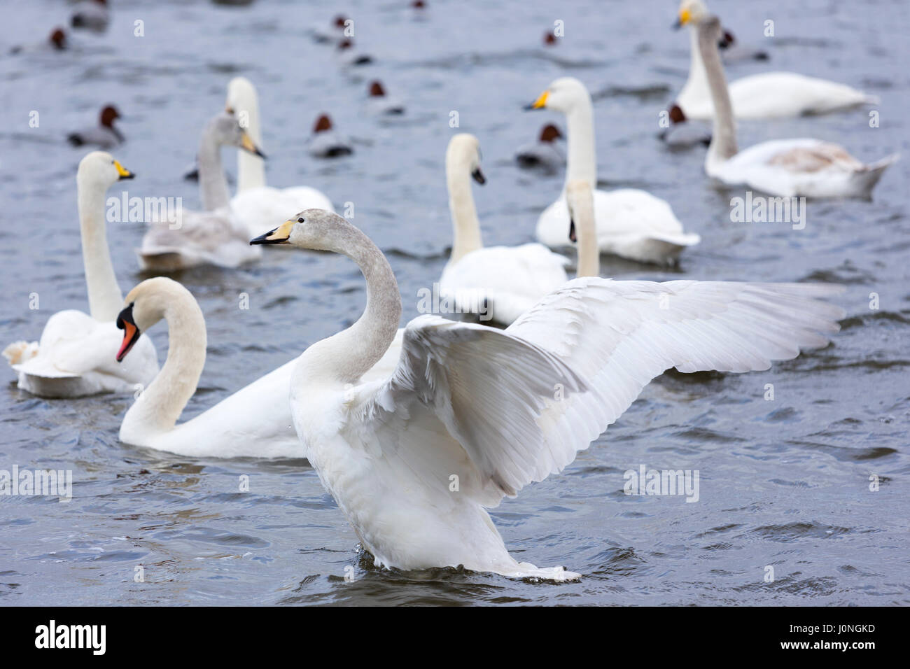 Group of Mute and Whooper Swans, Cygnus cygnus, one flapping wings ...