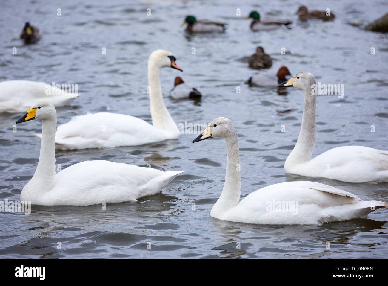 Whooper Swan Group