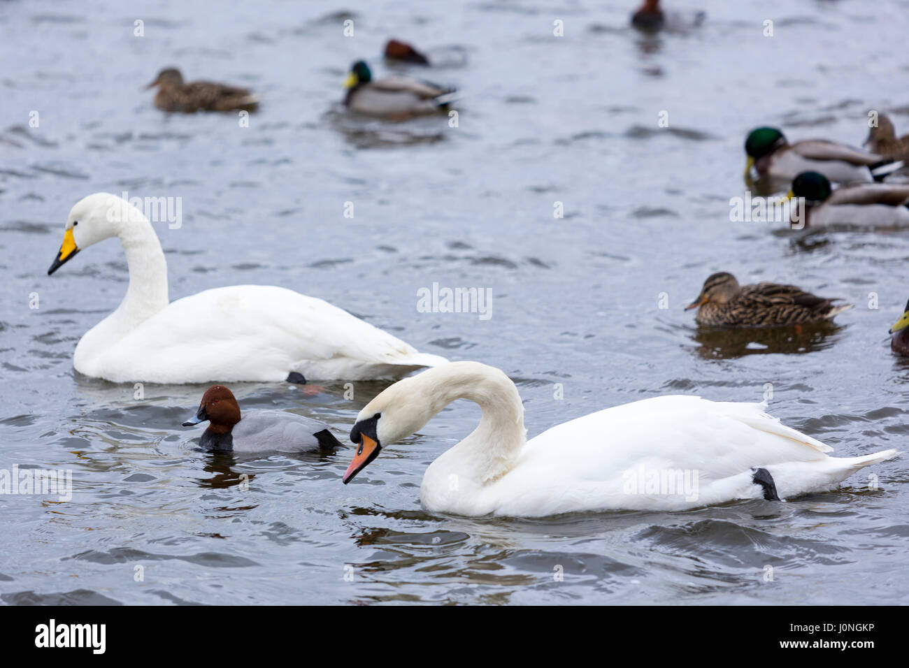 Whooper Swan, Cygnus cygnus and Mute Swan, Cygnus olor, with Pochard ...