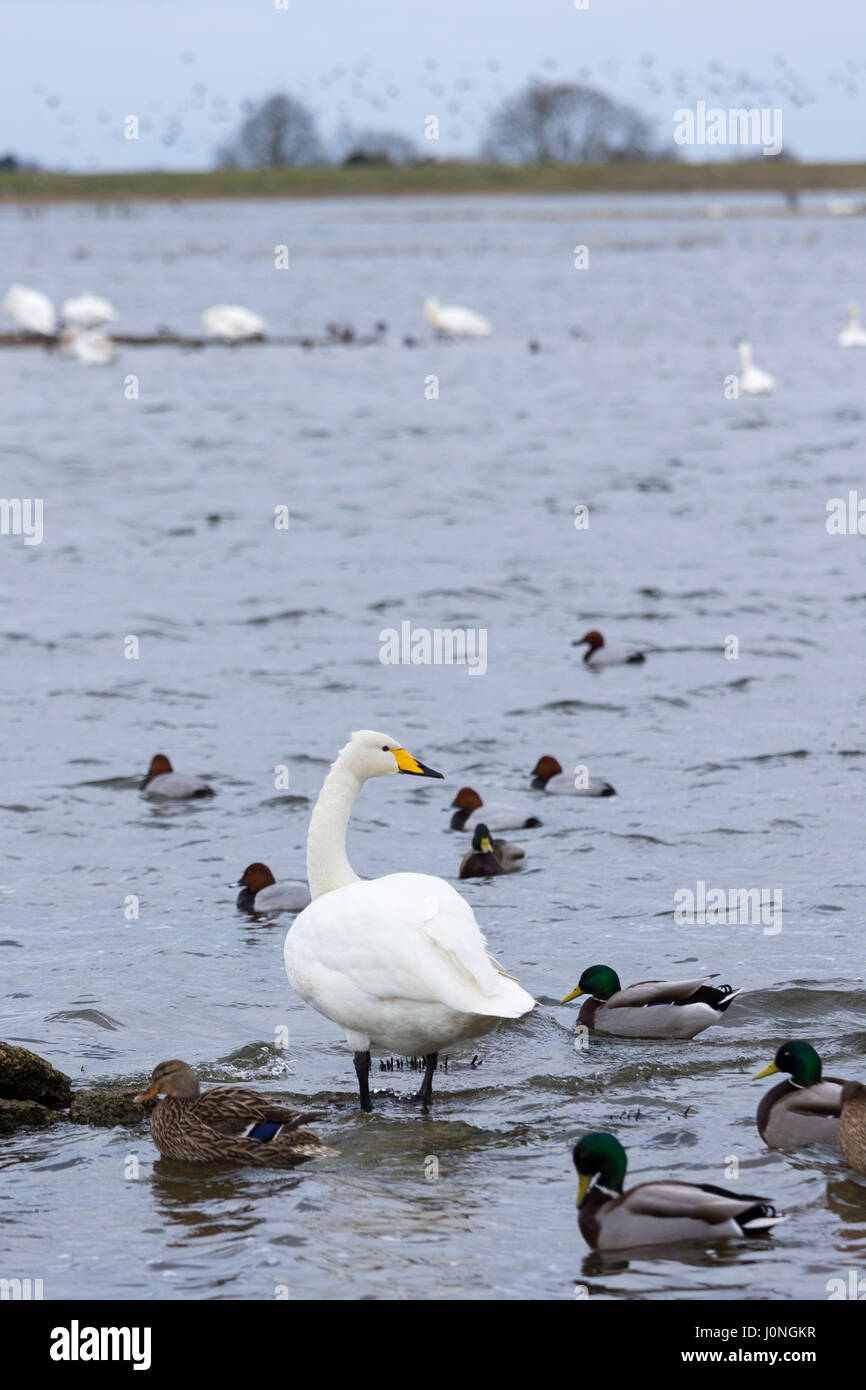 Whooper Swan, Cygnus cygnus, and Pochard and Mallard Ducks, at Welney ...