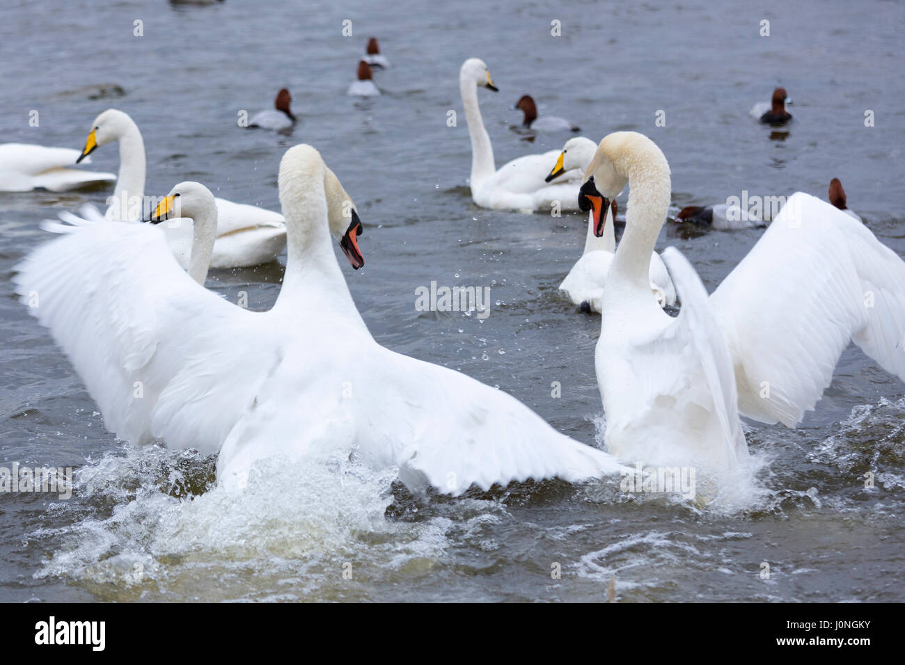 Ruffled feathers - male Mute Swans (cobs), Cygnus olor, arguing and ...