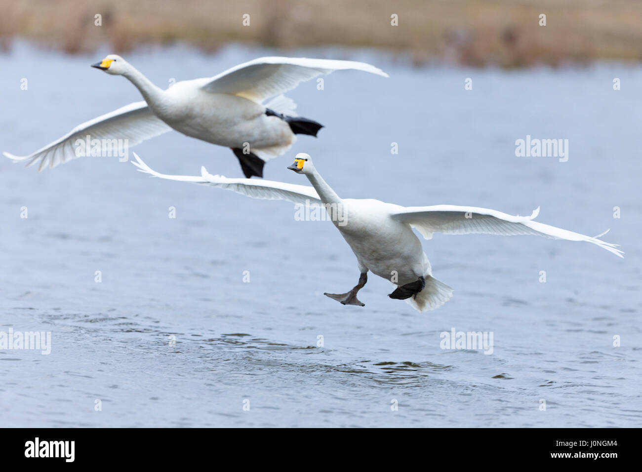 Image of swans in flight hi-res stock photography and images - Alamy
