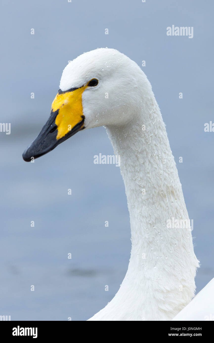 Whooper swan hi-res stock photography and images - Alamy