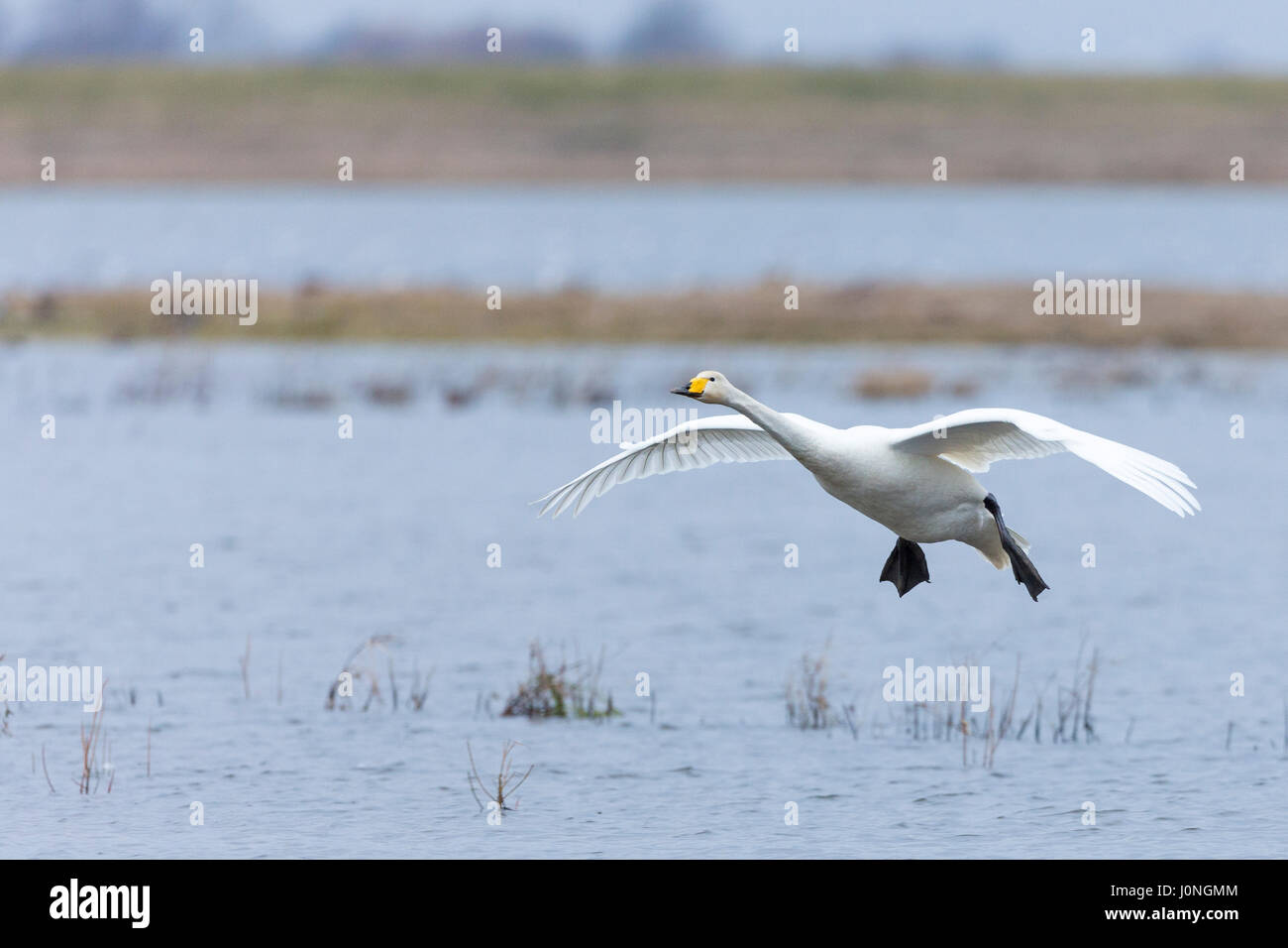 Whooper Swan, Cygnus cygnus, in flight with wings spread wide about to ...