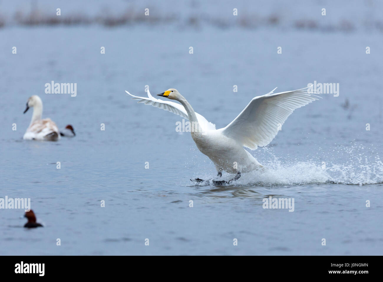 Whooper Swan, Cygnus cygnus, in flight with wings spread wide landing ...