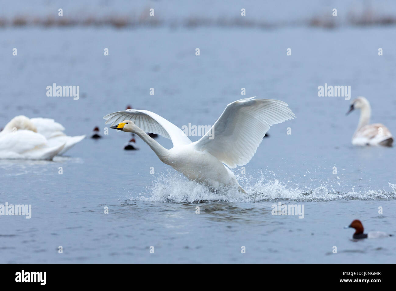 Whooper Swan, Cygnus cygnus, in flight with wings spread wide landing ...