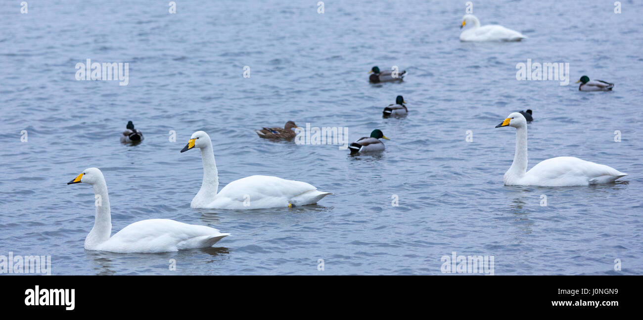 Group of Whooper Swan, Cygnus cygnus, with ducks in peaceful lake scene ...