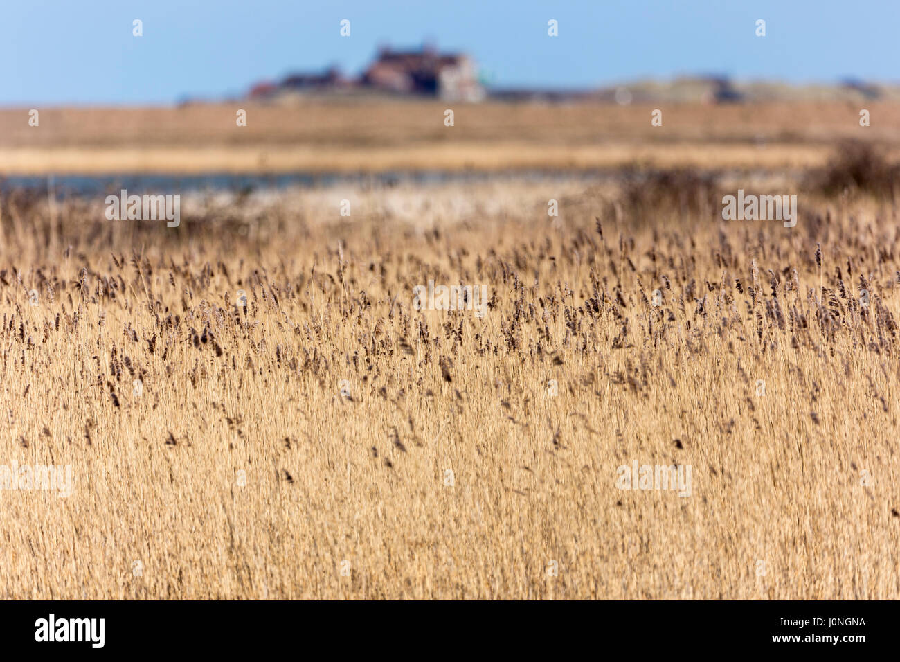 Marshes, reeds and reed beds at RSPB Titchwell Marsh wetland on the ...