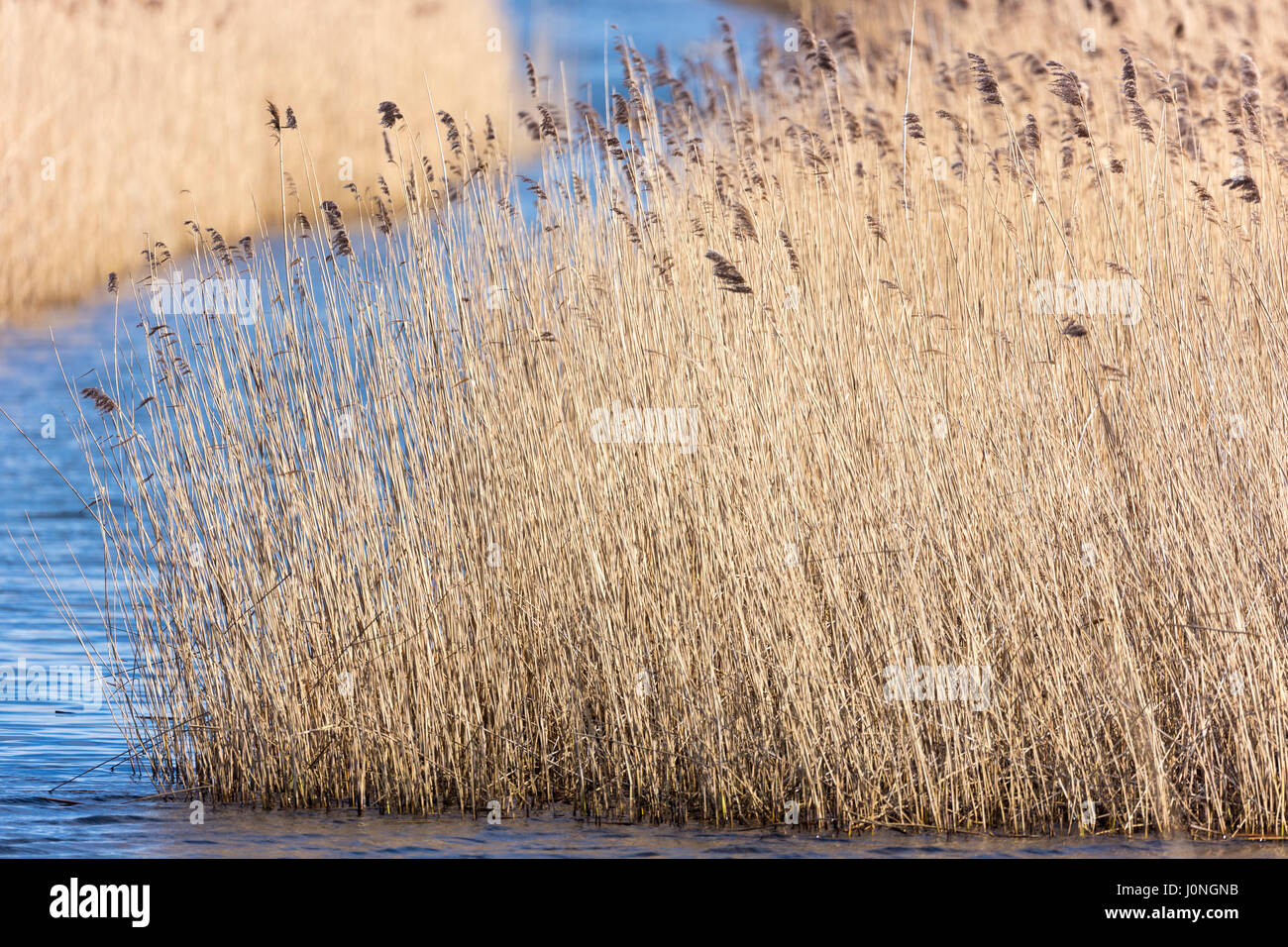 Marshes, reeds and reed beds at RSPB Titchwell Marsh wetland on the ...