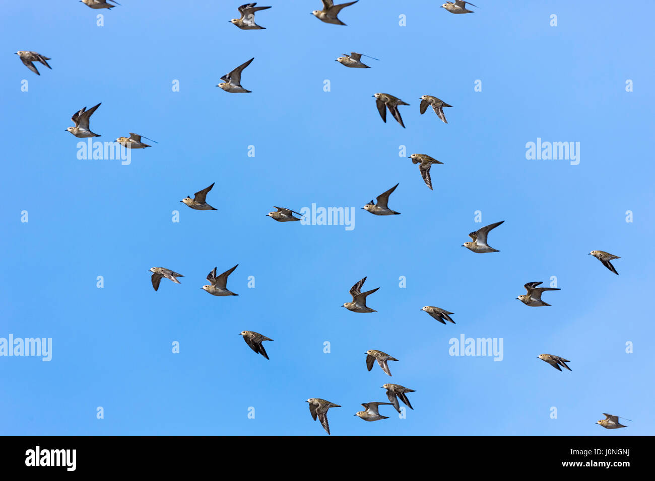Large loose flock of waders migratory birds in flight over wetlands in ...