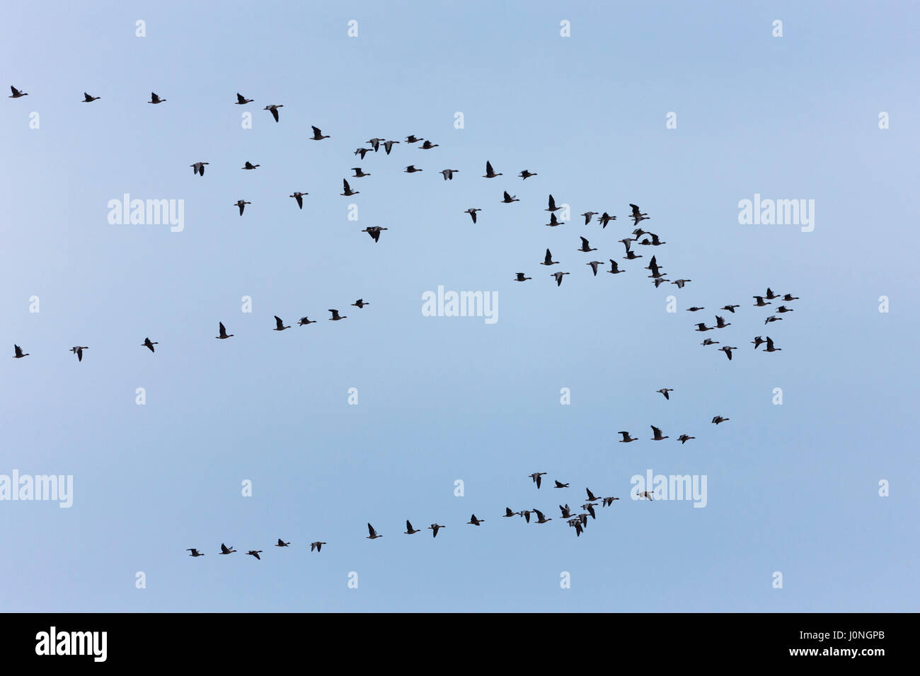 Wild Goose Chase Brookline