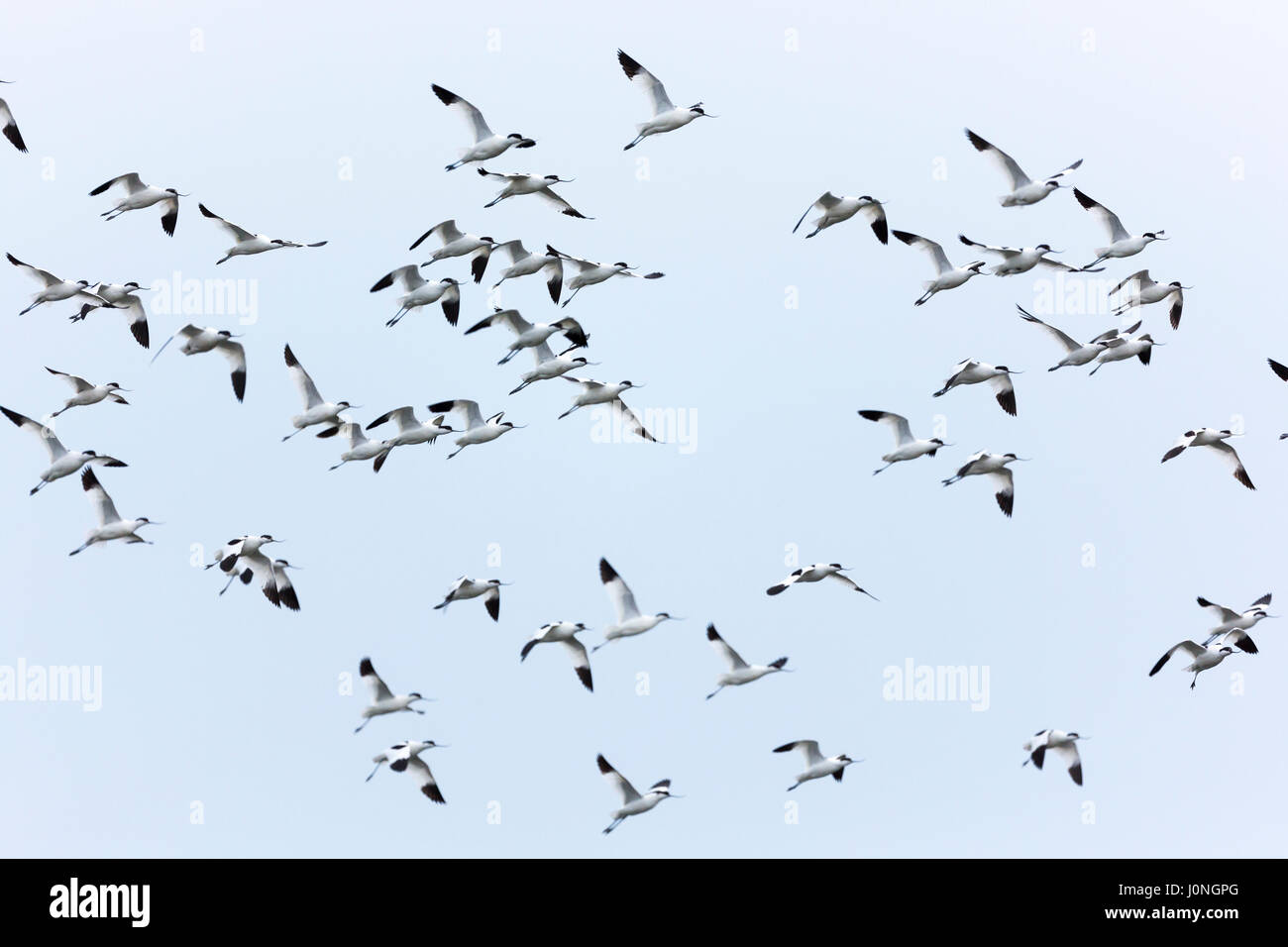 Large flock of Avocets, Recurvirostra, wading birds in flight in North ...