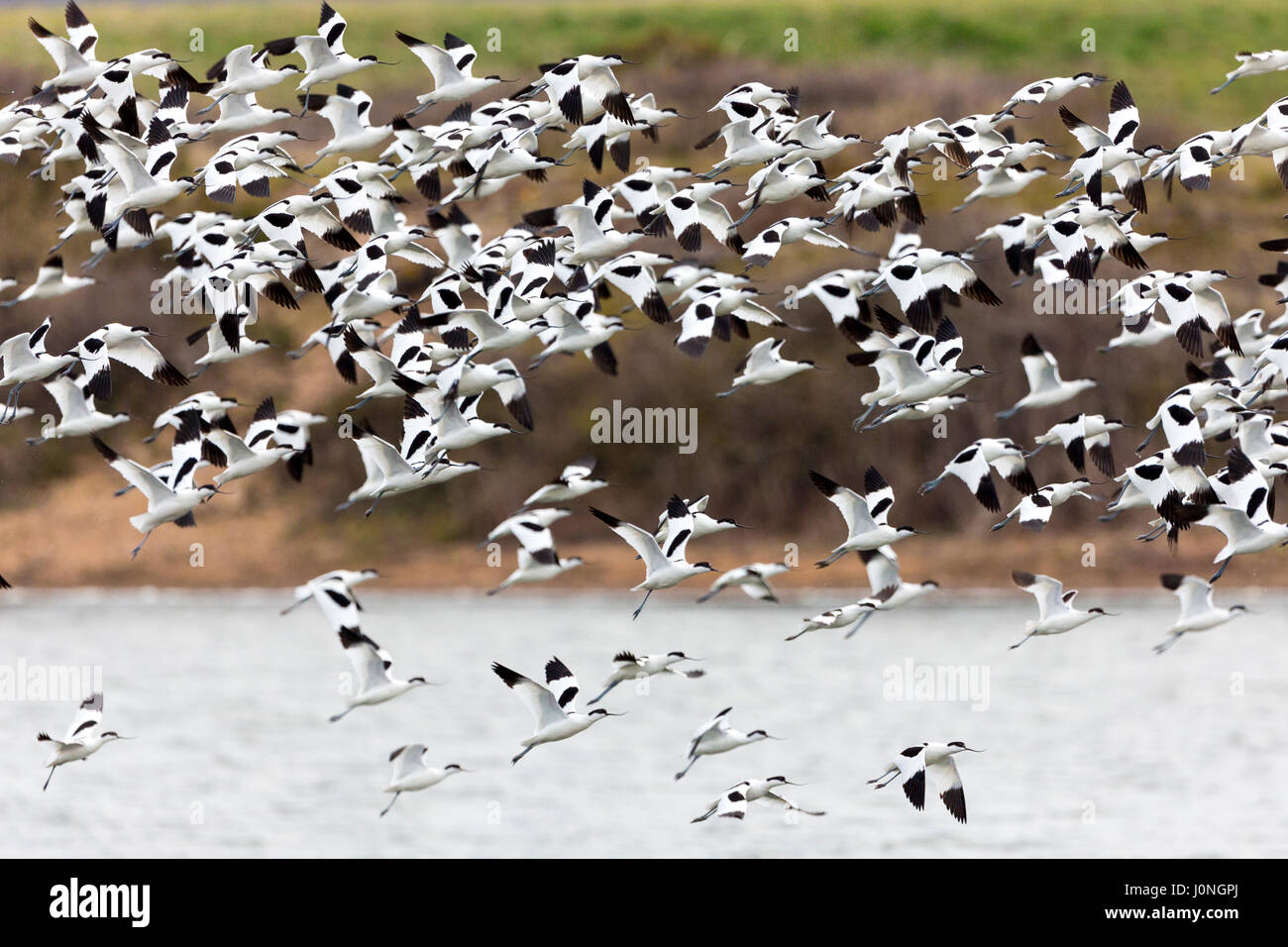 Large flock of Avocets, Recurvirostra, wading birds in flight over ...