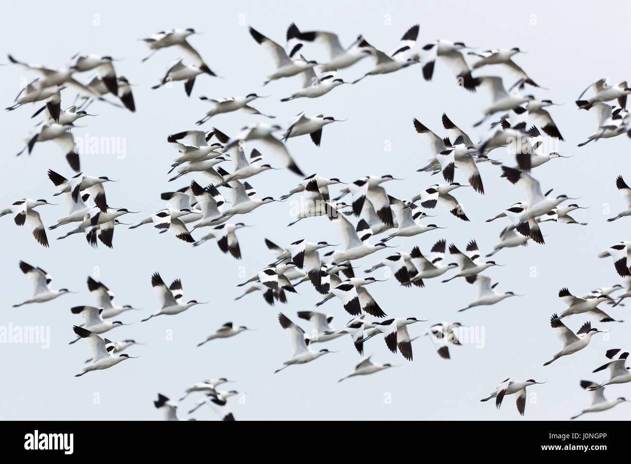 Large flock of Avocets, Recurvirostra, wading birds in flight in North ...