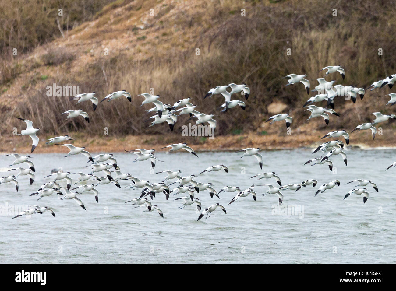 Large flock of Avocets, Recurvirostra, wading birds in flight over ...